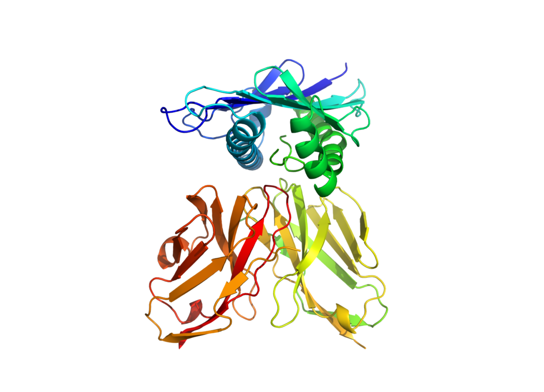 3-D model of T-Cell Receptor - apenndx